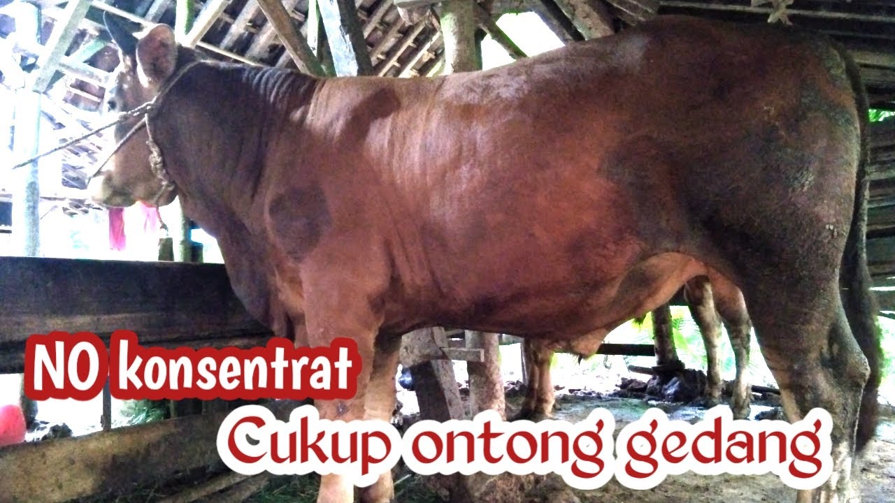 proses penggemukan tanpa konsentrat hanya mengandalkan pakan dan ontong ...