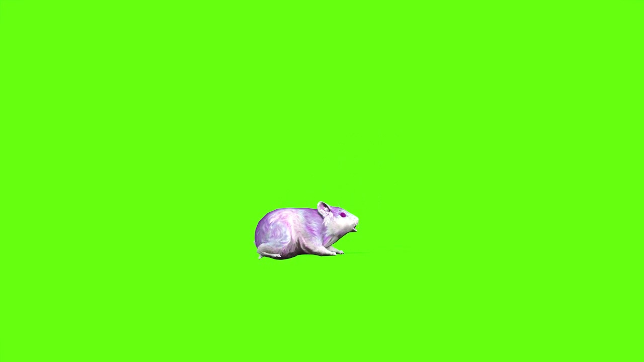 Green Screen Hamster Animation Green Screen Hamster Free - YouTube