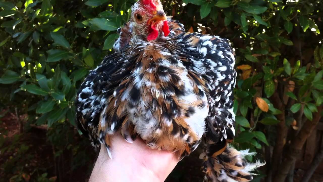 POLLO PEKIN COLOR MIL FLORES CON DOS MESES PROPIEDAD Y CRIADOR SEDOSAS ...