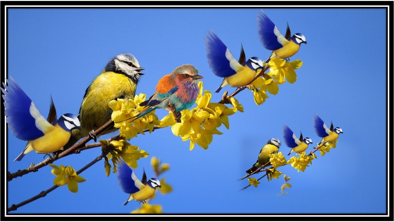 Colorful Birds in 4K -| Beautiful Bird Sounds Nature Relaxation 4K UHD ...