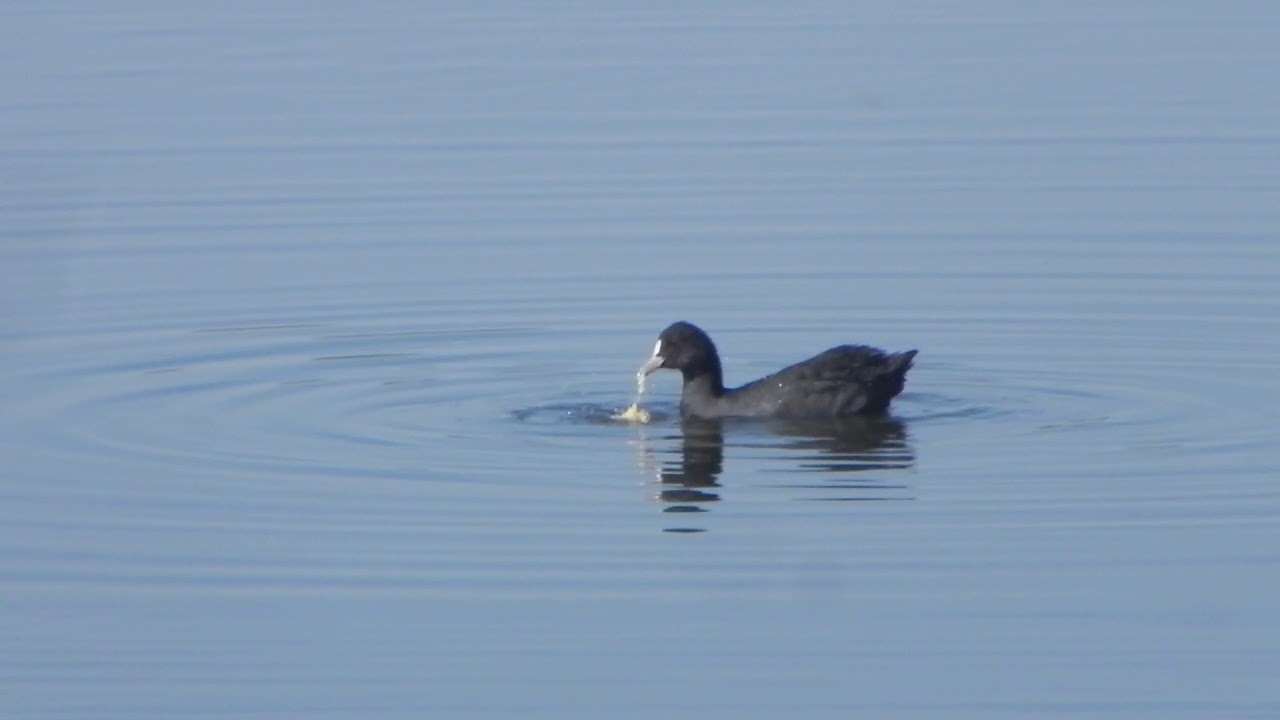 Coot eating meat of Mussel Karozichy 09 2018 by DzVincheuski 02 - YouTube