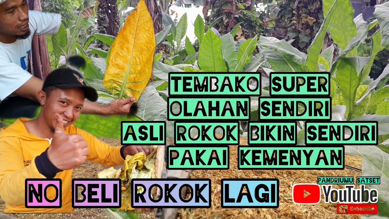 petani tembakao has jawa - YouTube