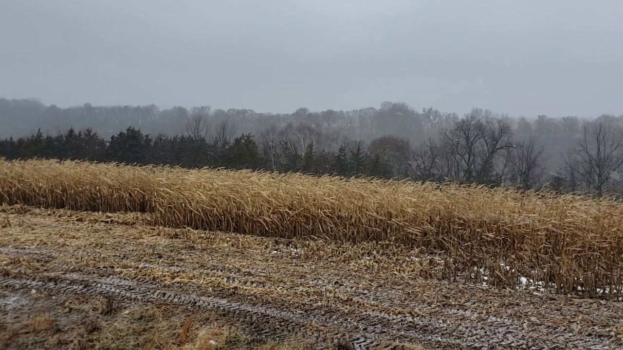 2019 Deer Hunt - Monday Morning - YouTube