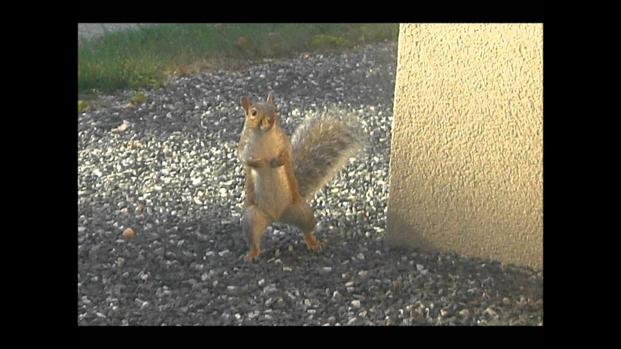 THIS IS EGREGIOUS YouTube this-is-egregious-youtube