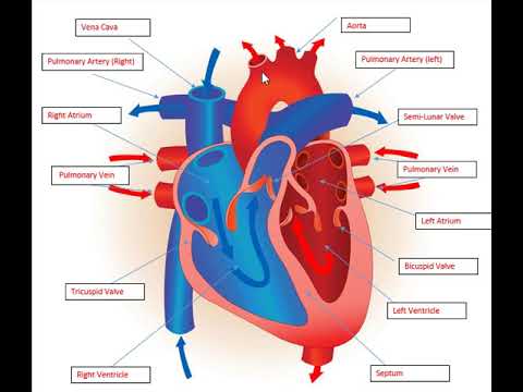 PE Classroom - The Heart - YouTube