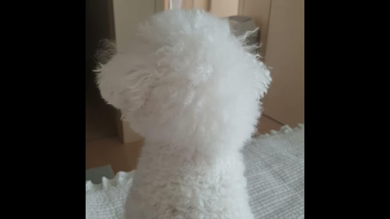 세상에서 제일 귀여운 뒷통수🐶 ㅋㅋㅋㅋㅋ 비숑 4세 토토 강아지 Youtube