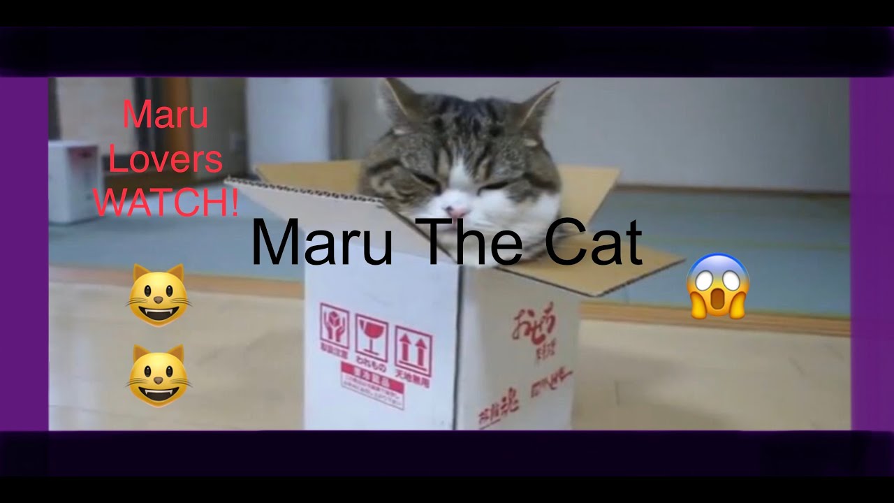 Maru the cat All about Maru the cat!!!!!!!! - YouTube