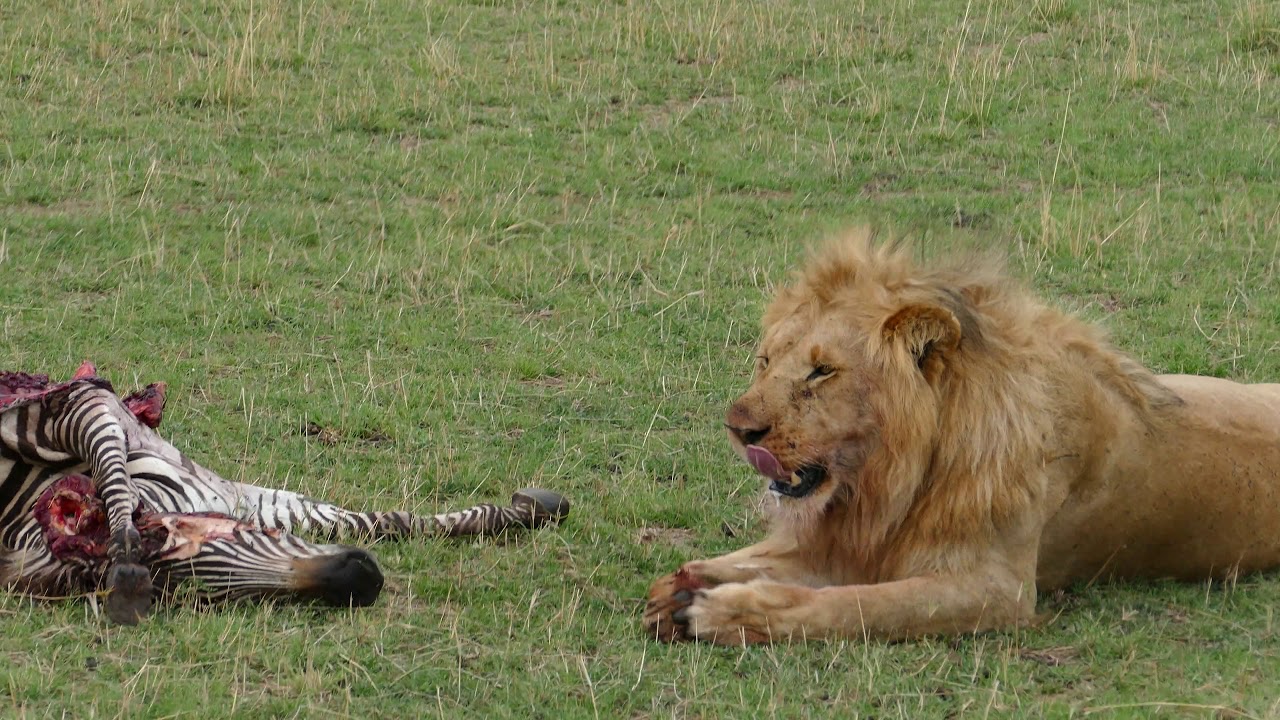 Male lion guarding zebra carcass from scavengers, Singita Mara River ...