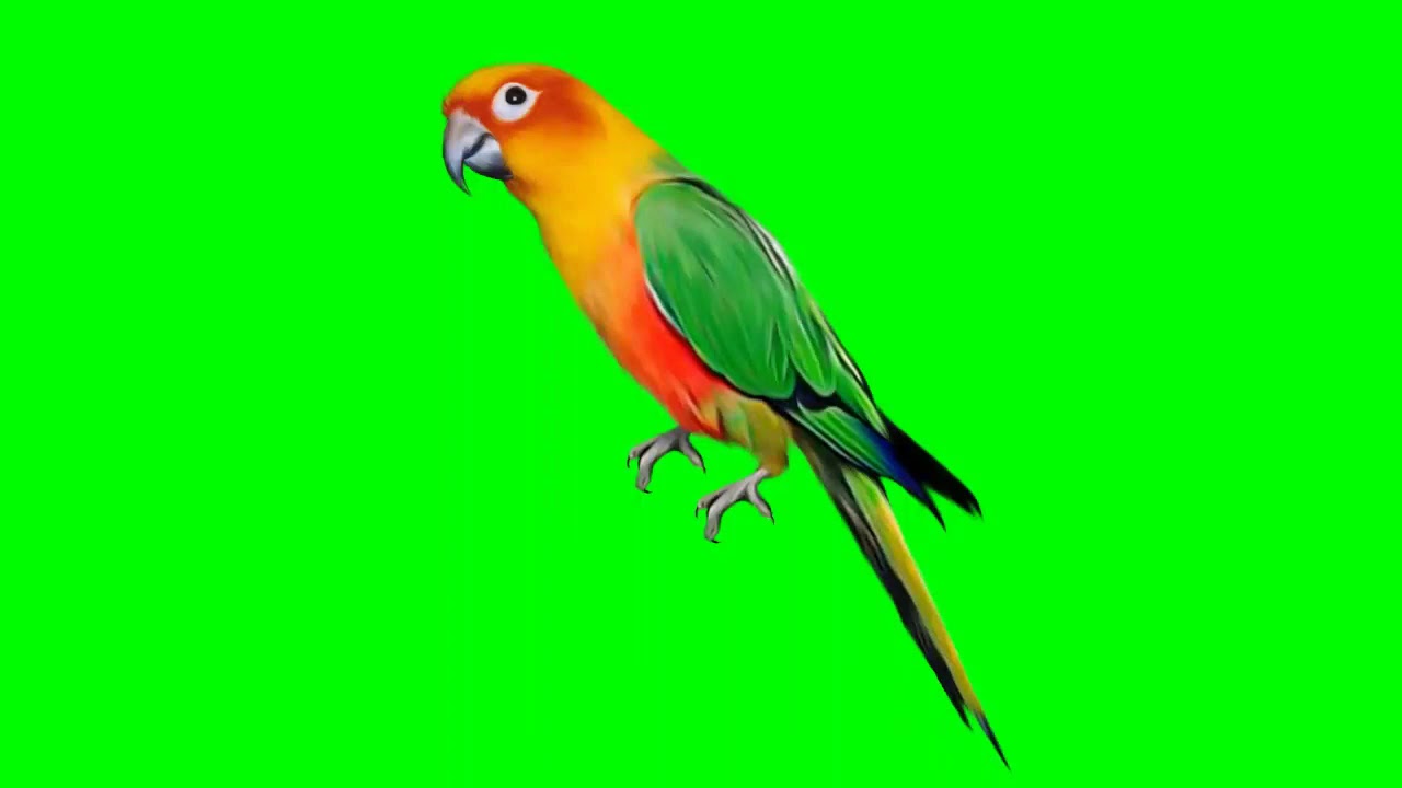 Green Screen Images Parrot at Erin Patteson blog