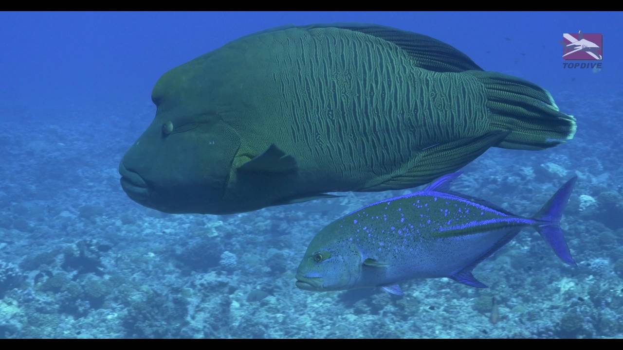 10 Spot Poissons - YouTube