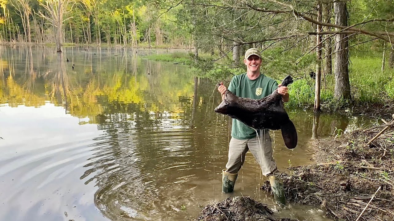 Trapping a Pressured Beaver using Drowning Rods - YouTube