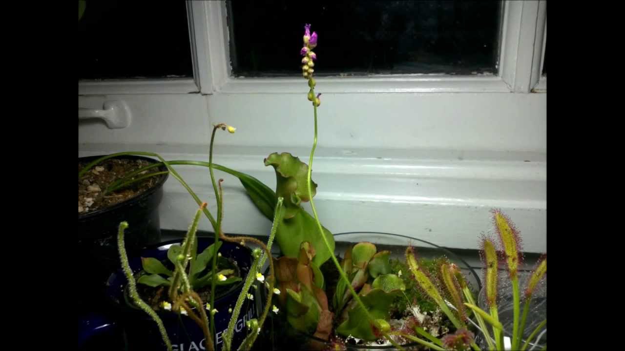 Drosera capensis (Cape Sundew) flowering - Three week timelapse - YouTube