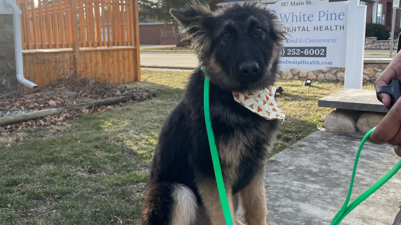 Raven, Trained GSD available for her FUREVER home🐾🐕‍🦺 #k9 # ...