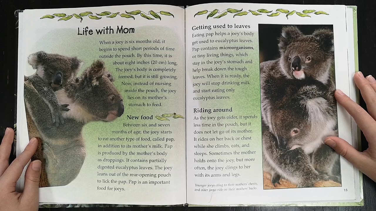 The Life Cycle of a Coala - YouTube