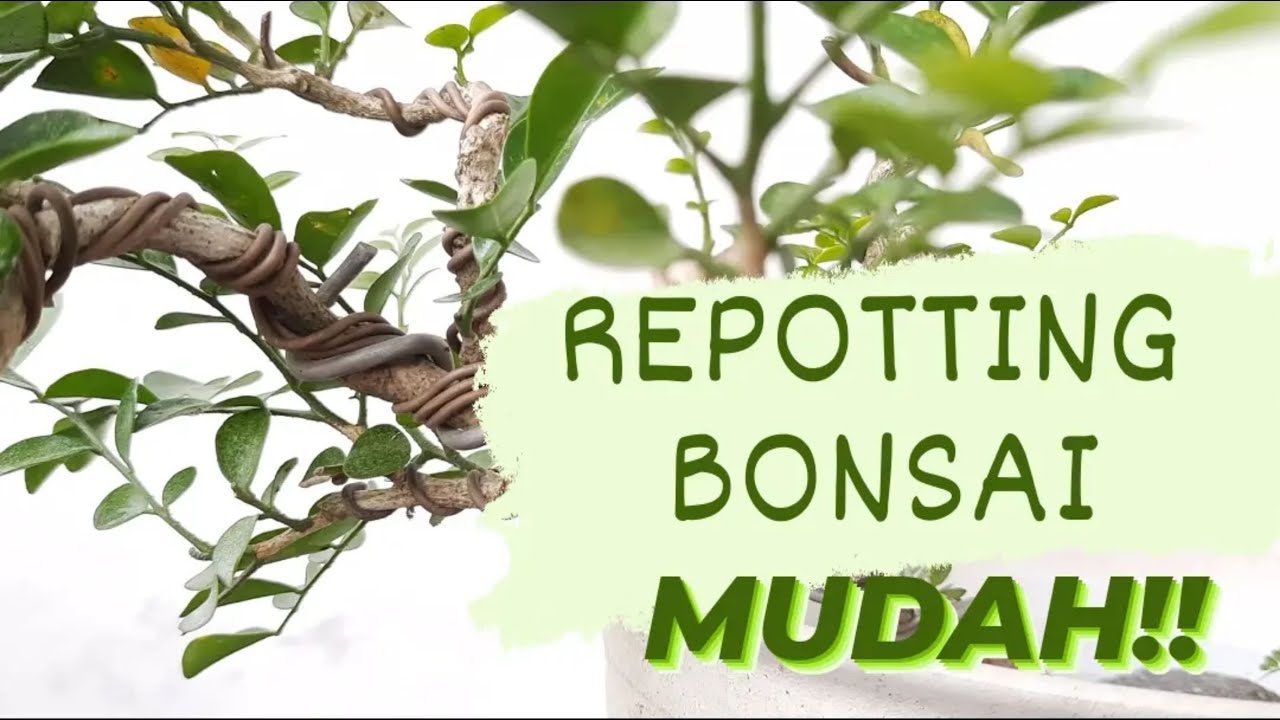 The Process of Replacing A Bonsai Pot - Kemuning Jepang - YouTube