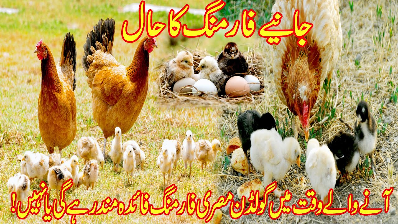Golden Misri Chicks Farming || Golden Misri Murgi || Golden Misri ...