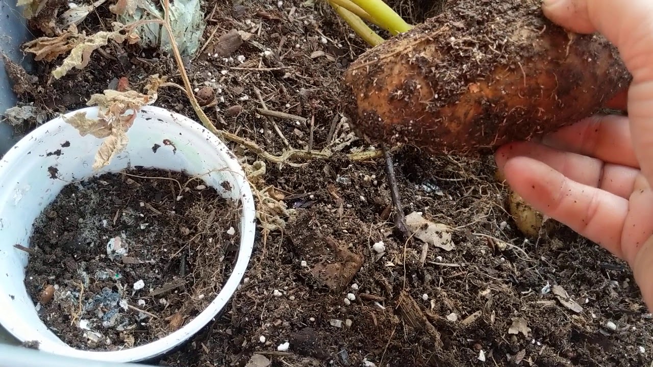 Worms are Potato Farmers!! - YouTube