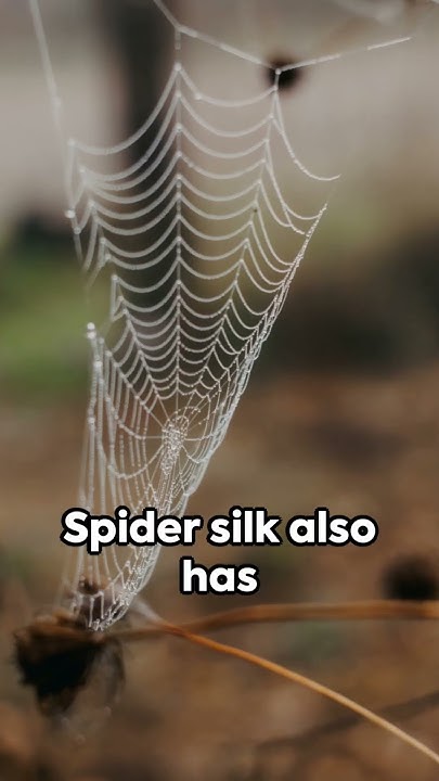 The amazing spider web - YouTube