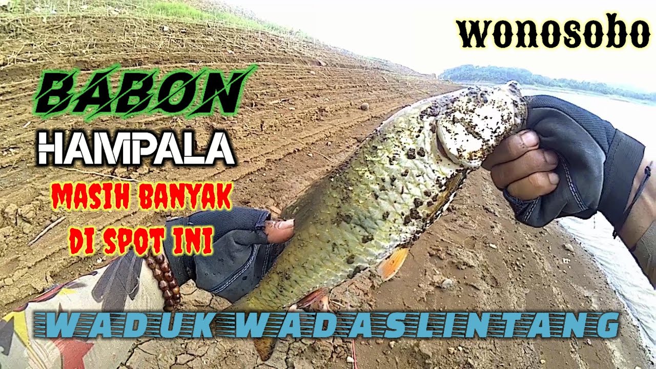 Spot mancing hampala‼️WADUK WADASLINTANG TERBARU 2023 - YouTube