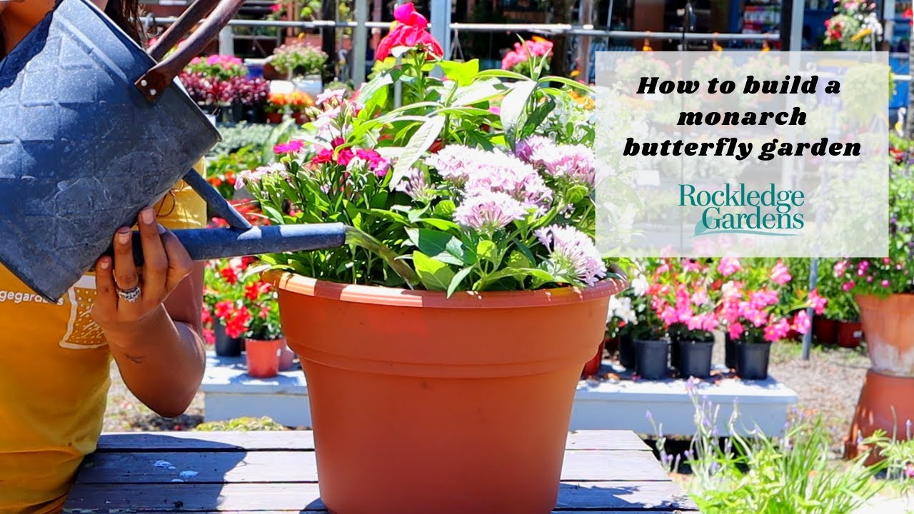 Create your own Monarch butterfly kit - YouTube