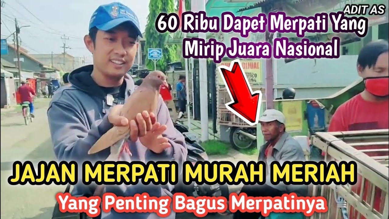 Jajan Merpati Harga 60 Ribuan Di PASAR PON Adipala-Cilacap‼️ - YouTube