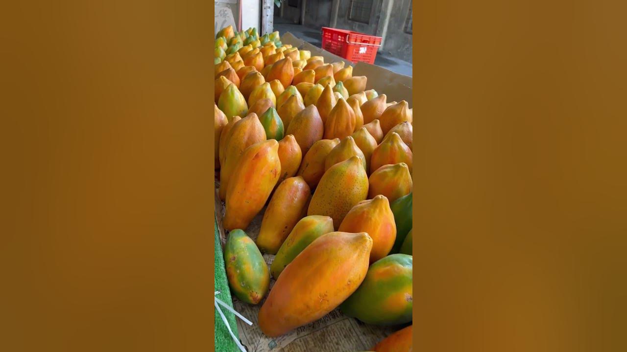 what-is-the-fruit-name-in-your-language-youtube