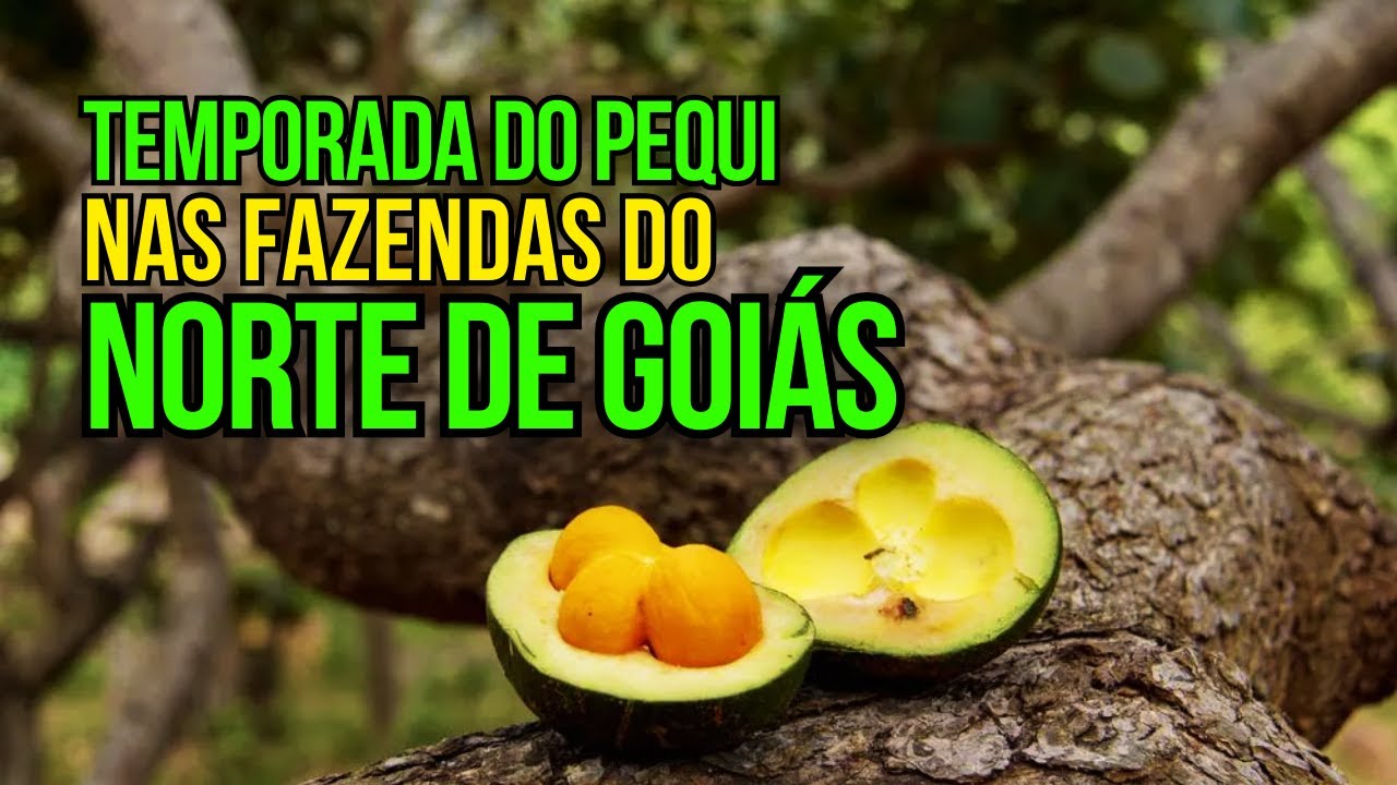O PEQUI DE GOIÁS NAS MELHORES FAZENDAS, TEMPORADA DAS FRUTAS DO CERRADO ...