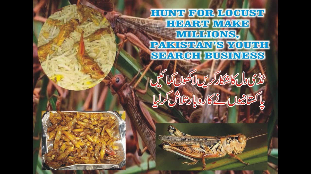 #Locust #PAKISTAN Locust heart - YouTube