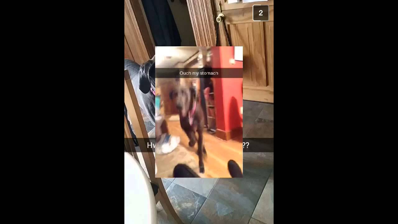 Great Dane Youtube 3011