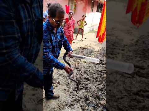 Rescue and handover a big size spectecle cobra to the adina deer park official at malda district.