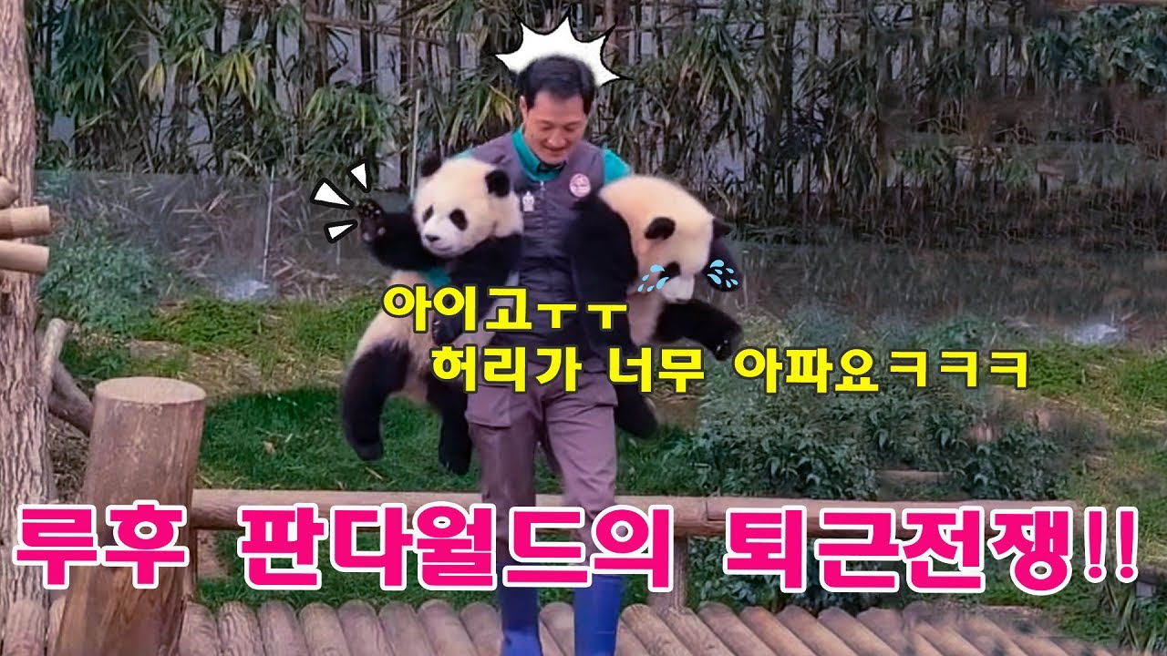 루이바오 후이바오판다월드의 퇴근전쟁작은 할부지 ~아이고ㅠㅠ허리가 너무 아파요🤣ㅋㅋㅋ Youtube