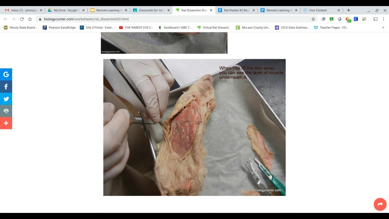 Rat Dissection Packet 2 - YouTube