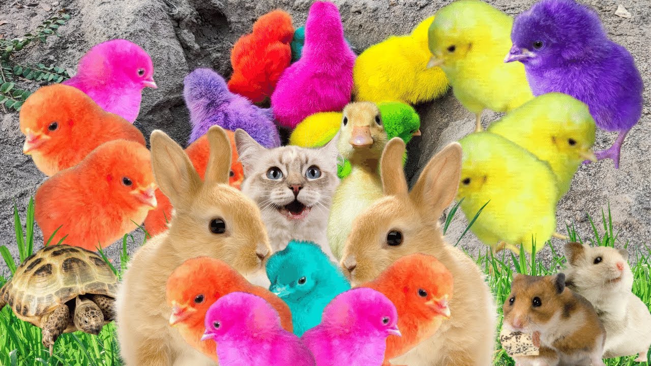 Catch Cute Chickens, Colorful Chickens, Rainbow Chicken, Rabbits, Cute ...