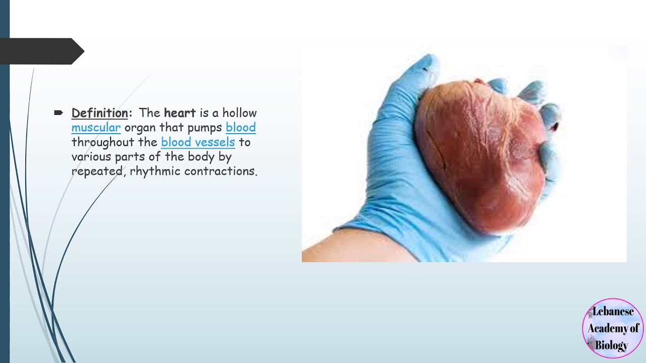 Heart : introduction - Grade 9. - YouTube