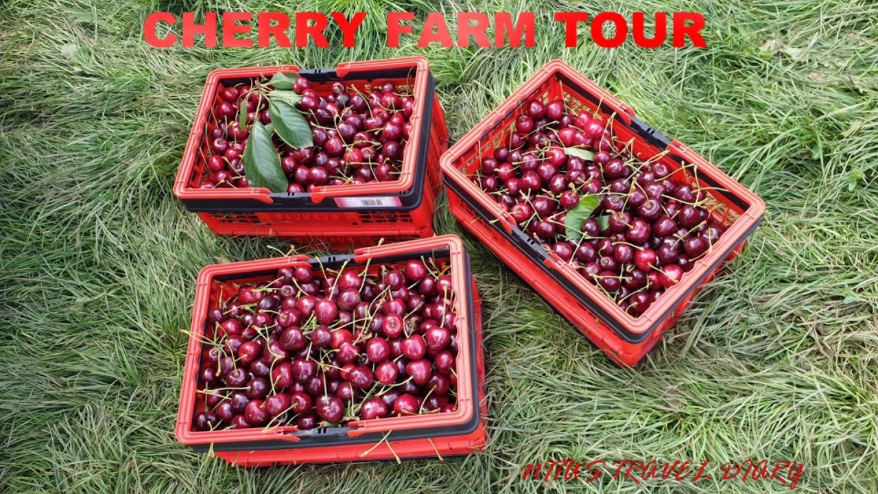 Time spent in the cherry farm / Cherry farm tour #36 - YouTube