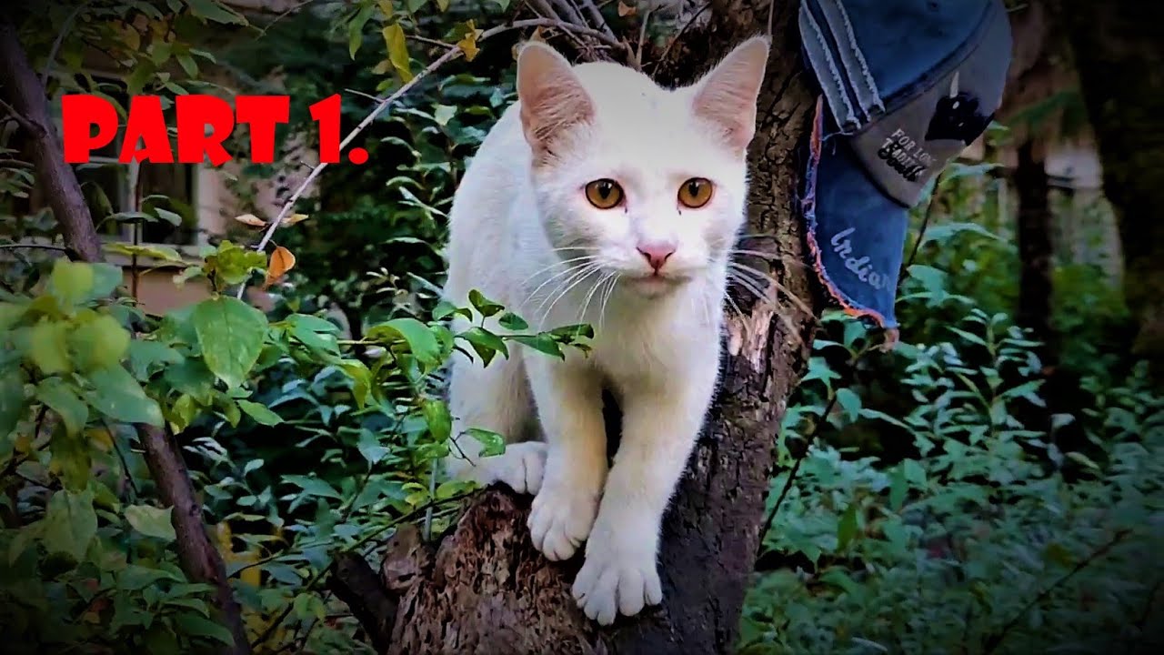 A White Cat Sits In A Tree Like A Bird! Part 1. - YouTube