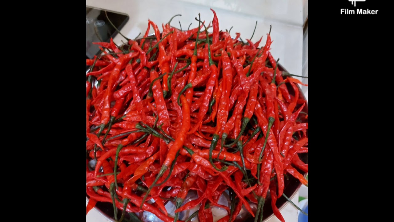 Ide usaha - Cabe kering - YouTube