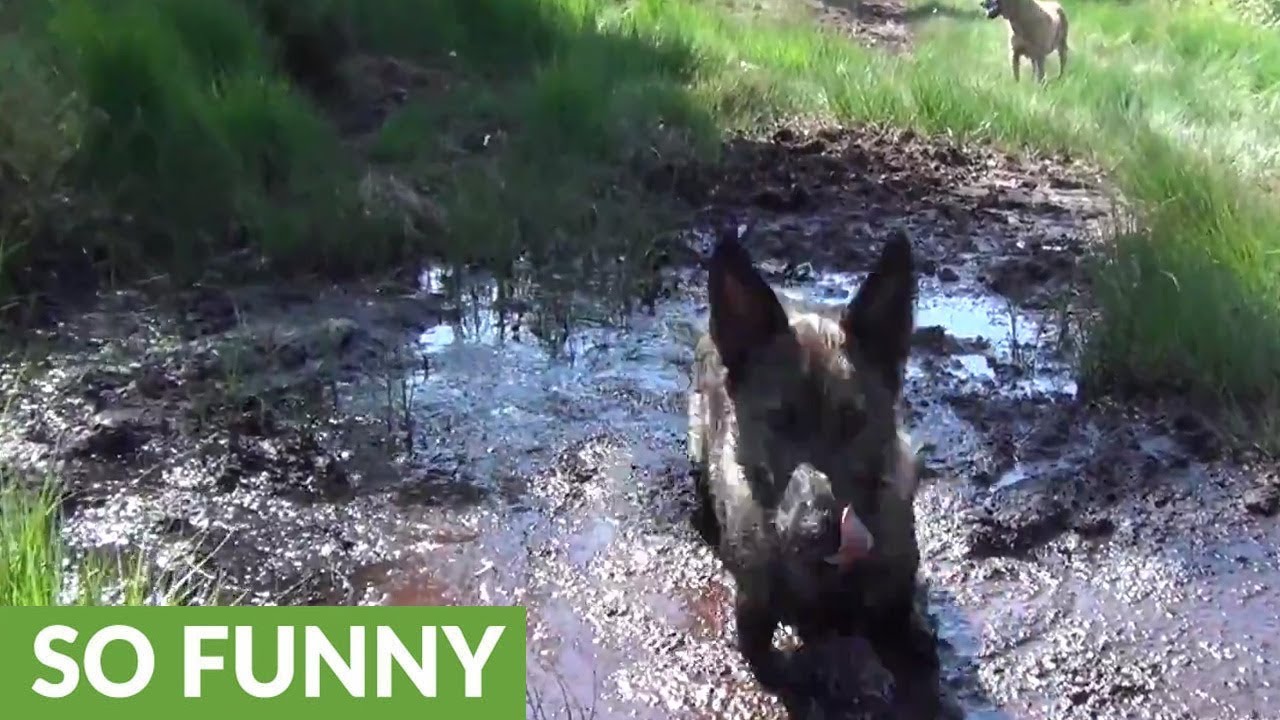 German Shepherd takes ridiculous mud bath - YouTube