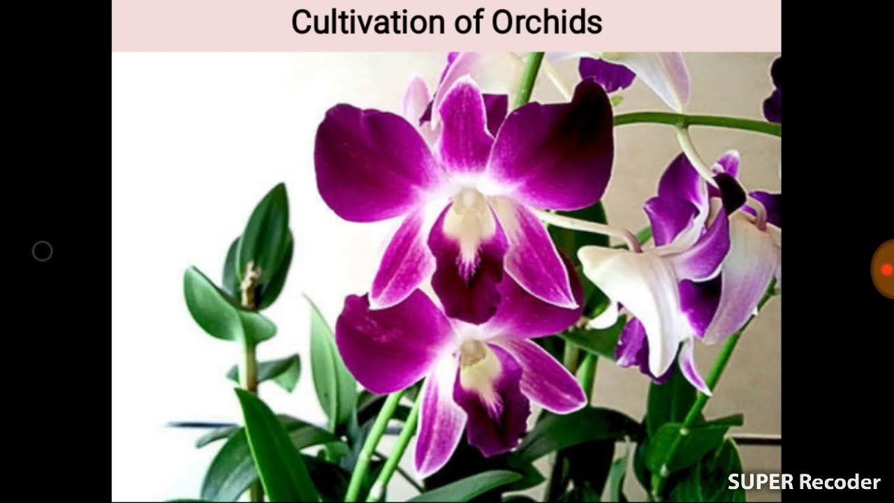 Post-harvest Management of Orchids Lecture 10 Part 9 - YouTube