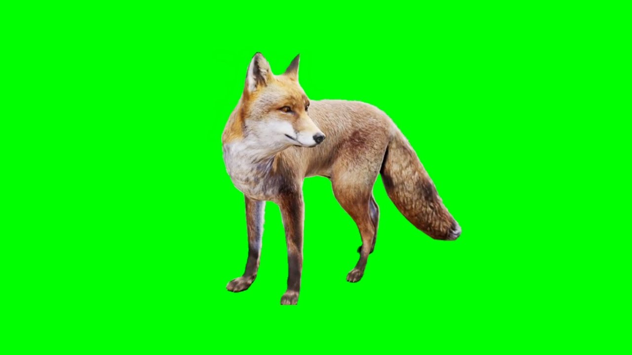 Fox Greenscreen Animation | 2022 | No Copyright - YouTube