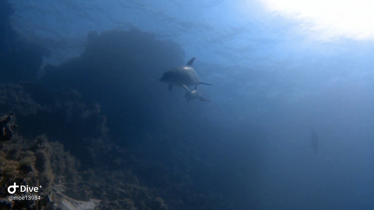 Delfine Baby Drink milk from his mom - YouTube