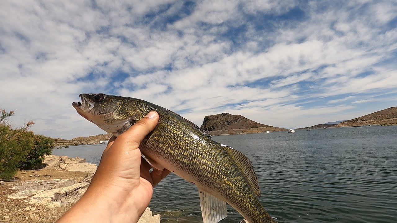 I Caught This Walleye off a Deep Ledge - YouTube