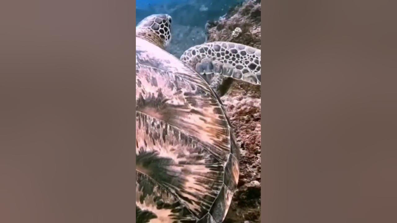 big pawikan - YouTube