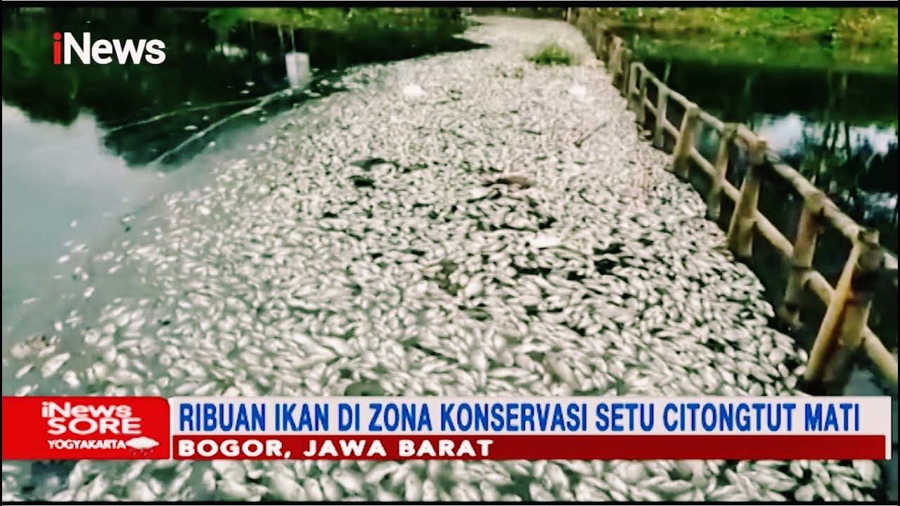 Tercemar Limbah, Ribuan Ikan di Setu Citongtut Mati - iNews Sore 03/02 ...