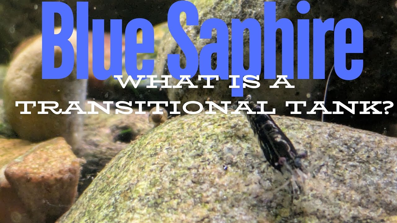 What is a Transitional Tank? (Blue Saphire update!) - YouTube