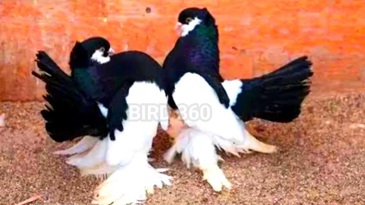 top 10 fancy pigeons in india | indoor pigeon farming | pigeon - YouTube