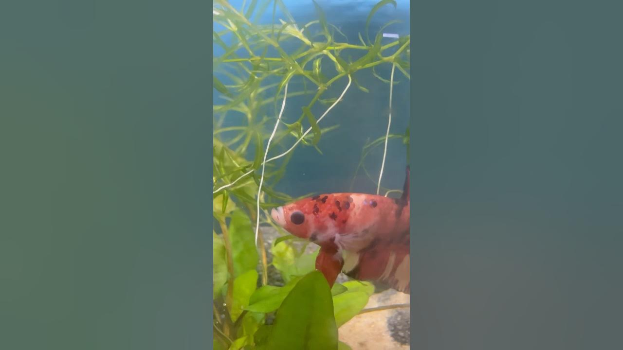 EXOTIC MALE TANGERINE KOI BETTA FISH… Siamese Fighting Betta Fish! - YouTube