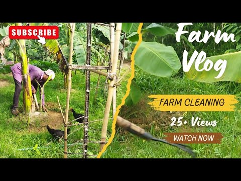 Farm Vlog FARM CLEANING 25+ Views WATCH NOW 😭#youtube #vlog - YouTube