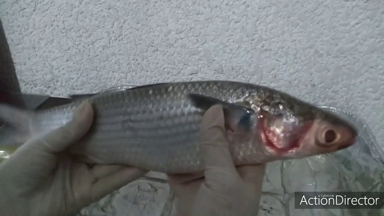 Disección del Pez Lisa - YouTube