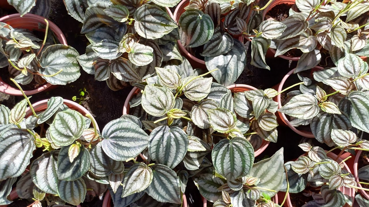 Cách trồng và Nhân giống cây hạnh tiên thảo (Peperomia turboensis ...